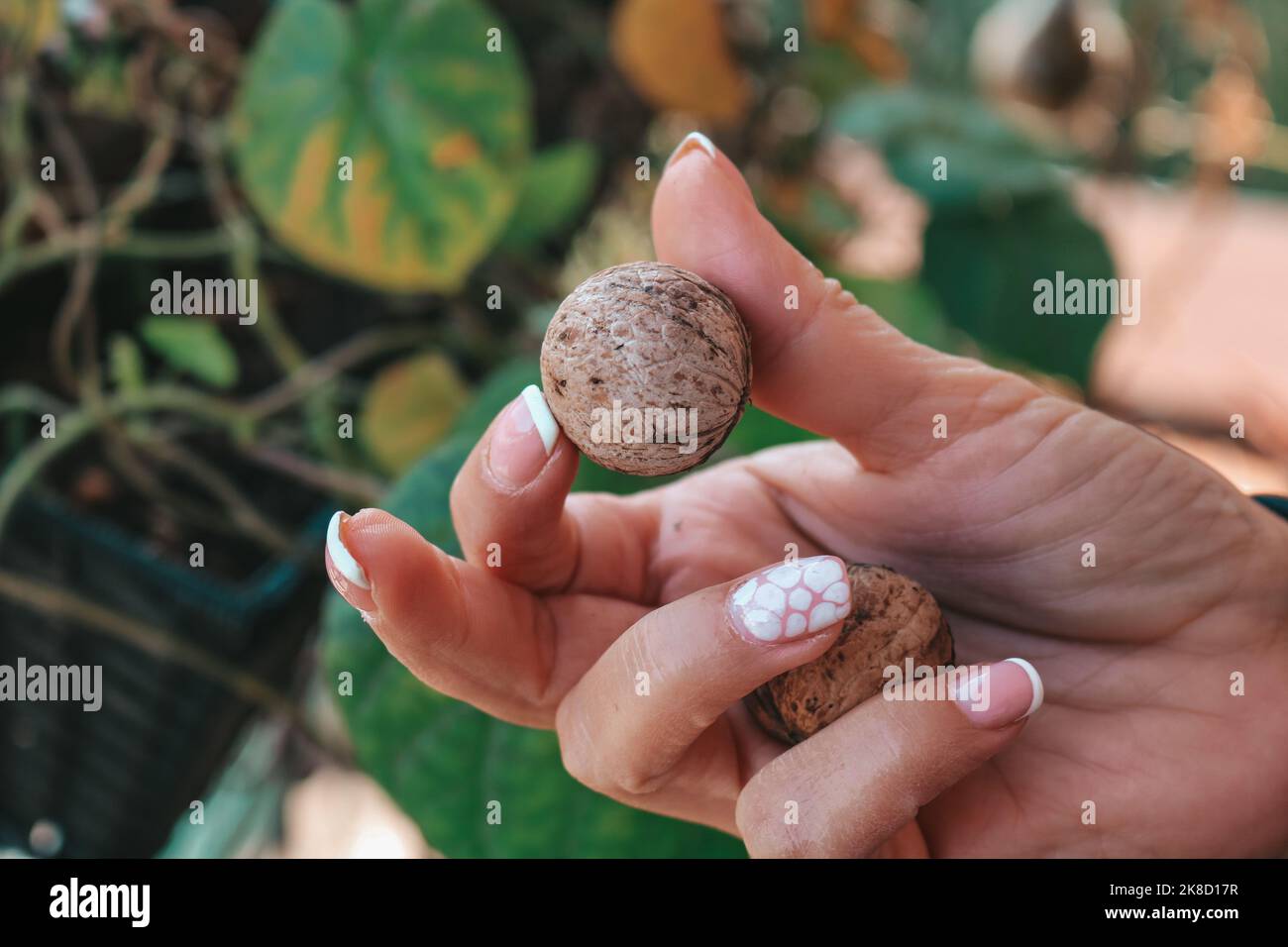 Female nuts hi-res stock photography and images - Alamy