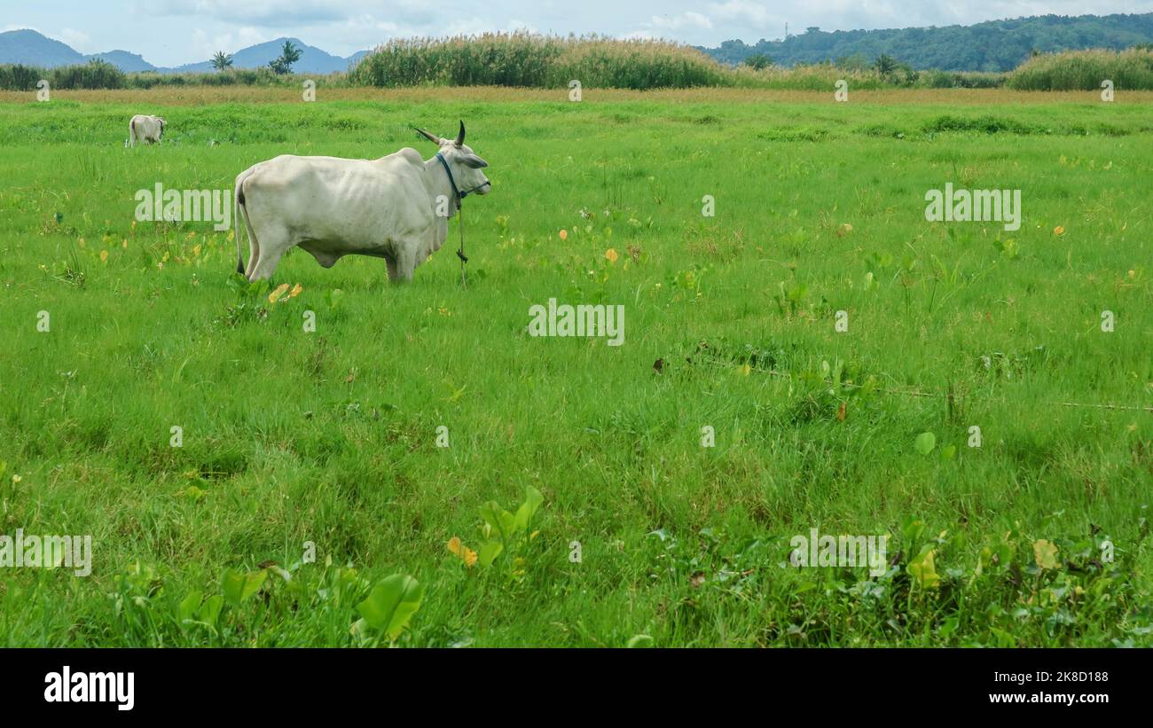 Field cows eating grass tropical hi-res stock photography and images ...
