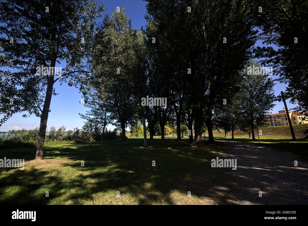 Paved path under a tree canopy in a park Stock Photo - Alamy
