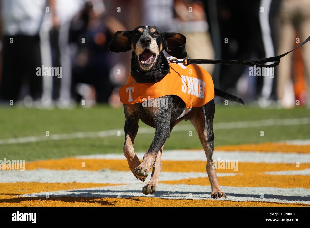 University of tennessee at martin hi-res stock photography and images ...