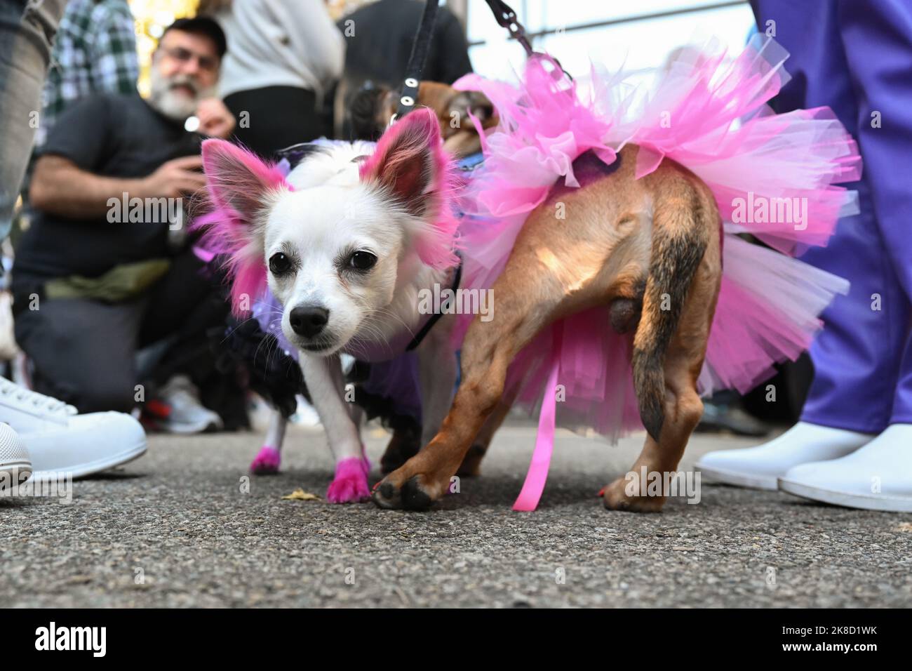 People show off their pets during the Tompkins Square Park Halloween ...
