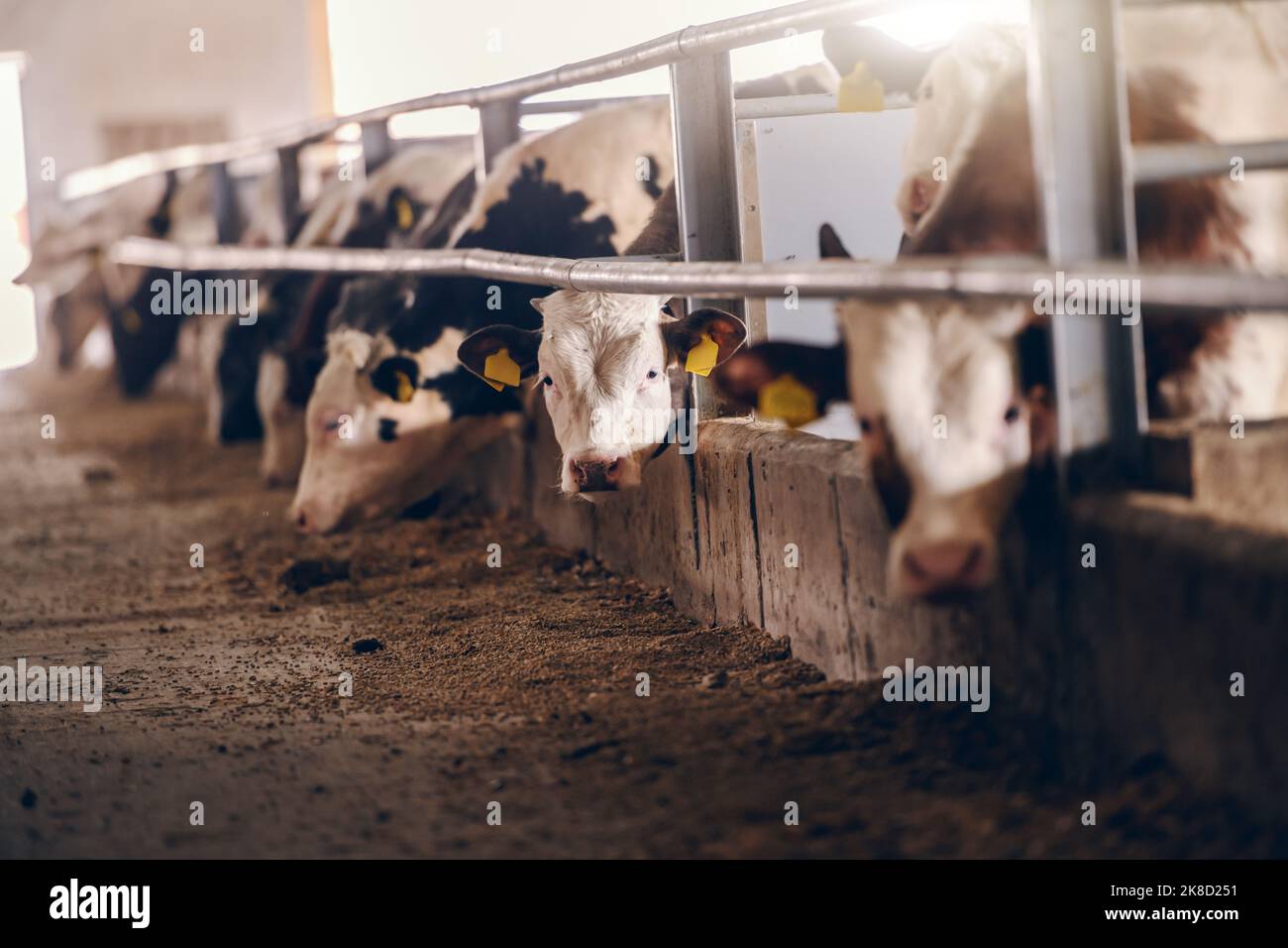 Lots of cows eating in barn. Meat and milk industry concept Stock Photo ...