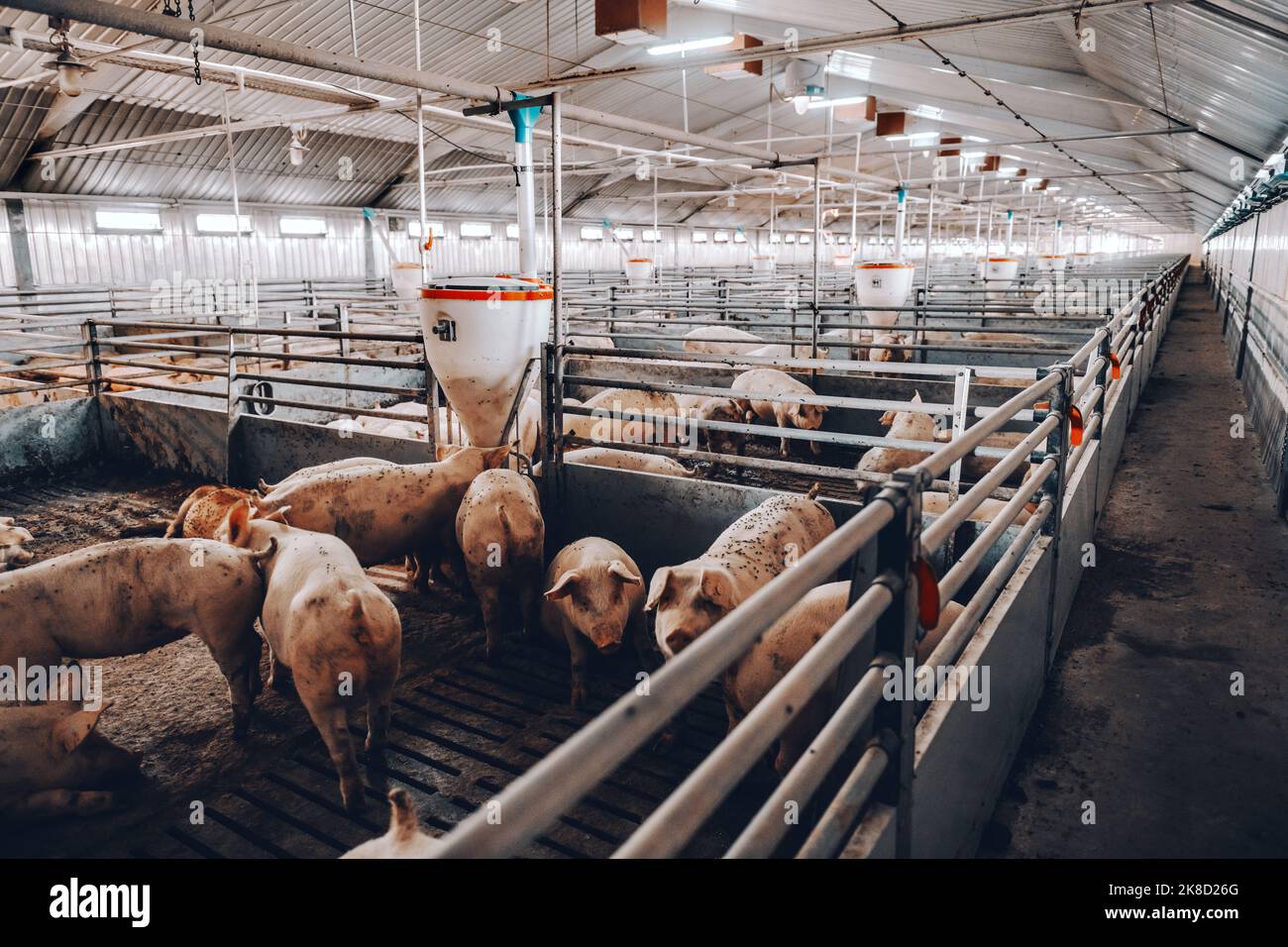 Lots of pigs in animal shed eating, standing and lying. Meat industry ...