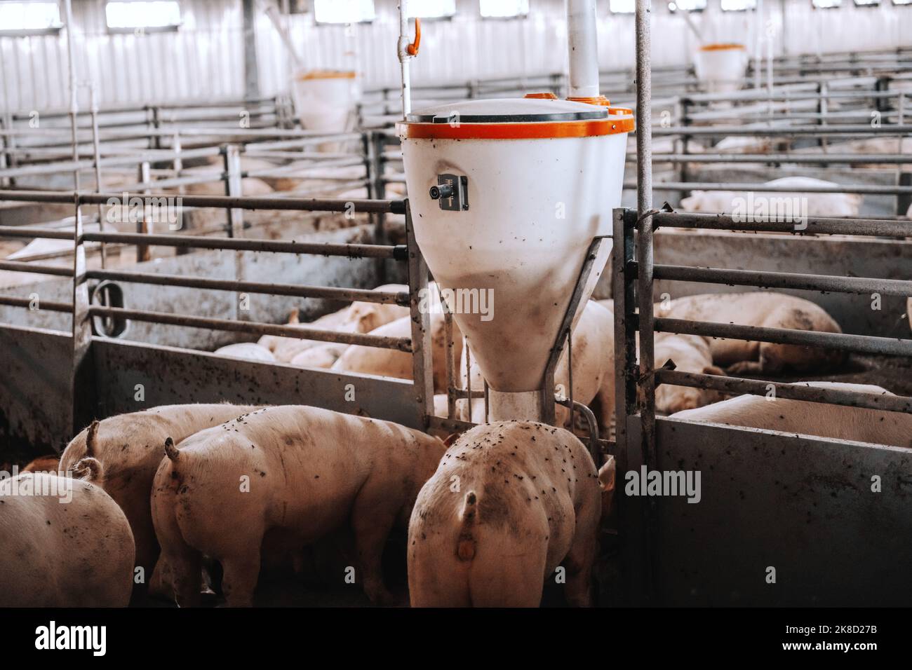Picture of lots of fat adult pigs eating at animal barn. Meat ...