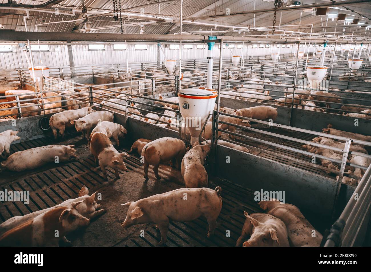 Pig eating in pigsty hi-res stock photography and images - Alamy