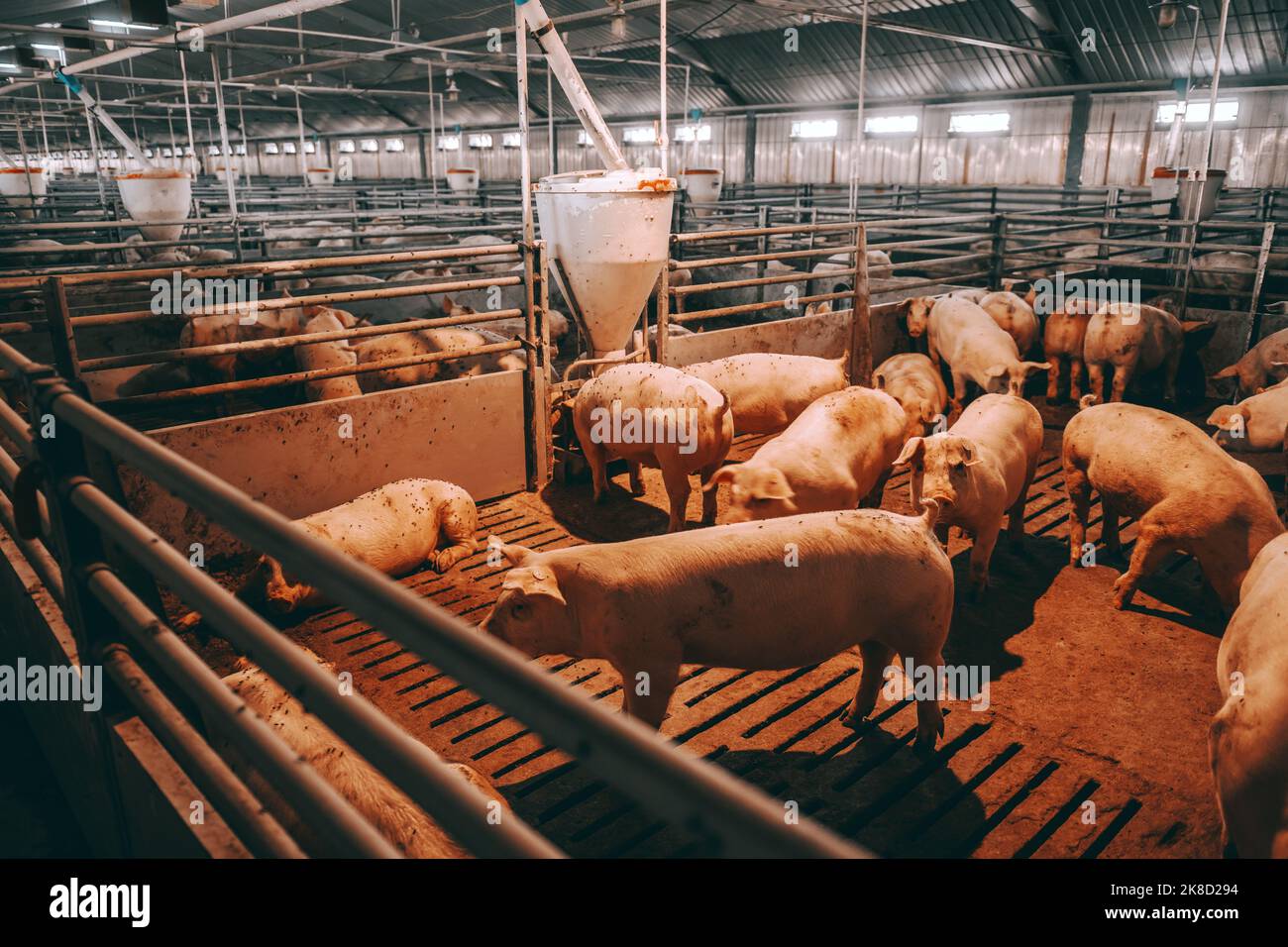 Caged pig farming hi-res stock photography and images - Alamy