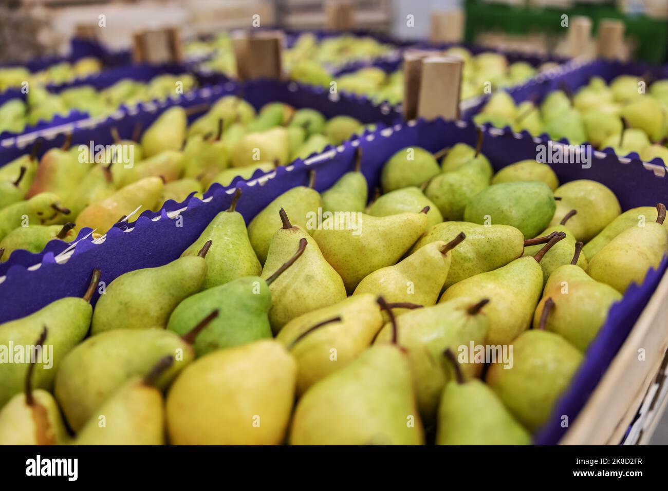 Pears in crates ready for shipping. Cold storage interior Stock Photo ...