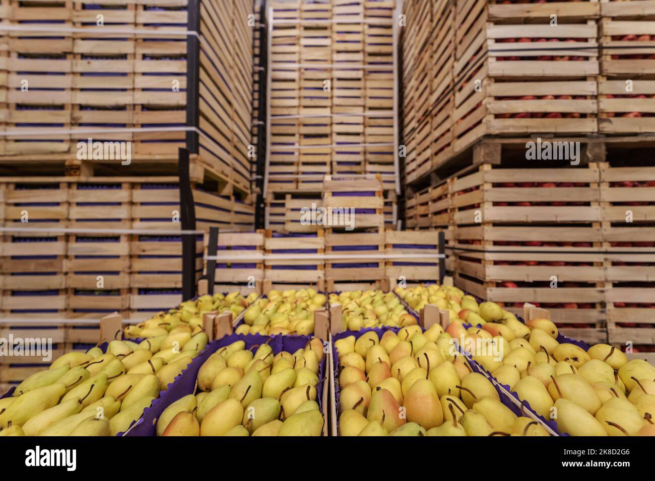 Pears in crates ready for shipping. Cold storage interior Stock Photo ...
