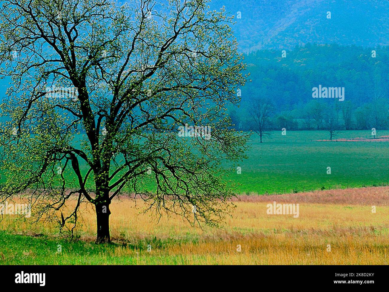 Spring at Cades Cove in the Smoky Mountains Stock Photo - Alamy