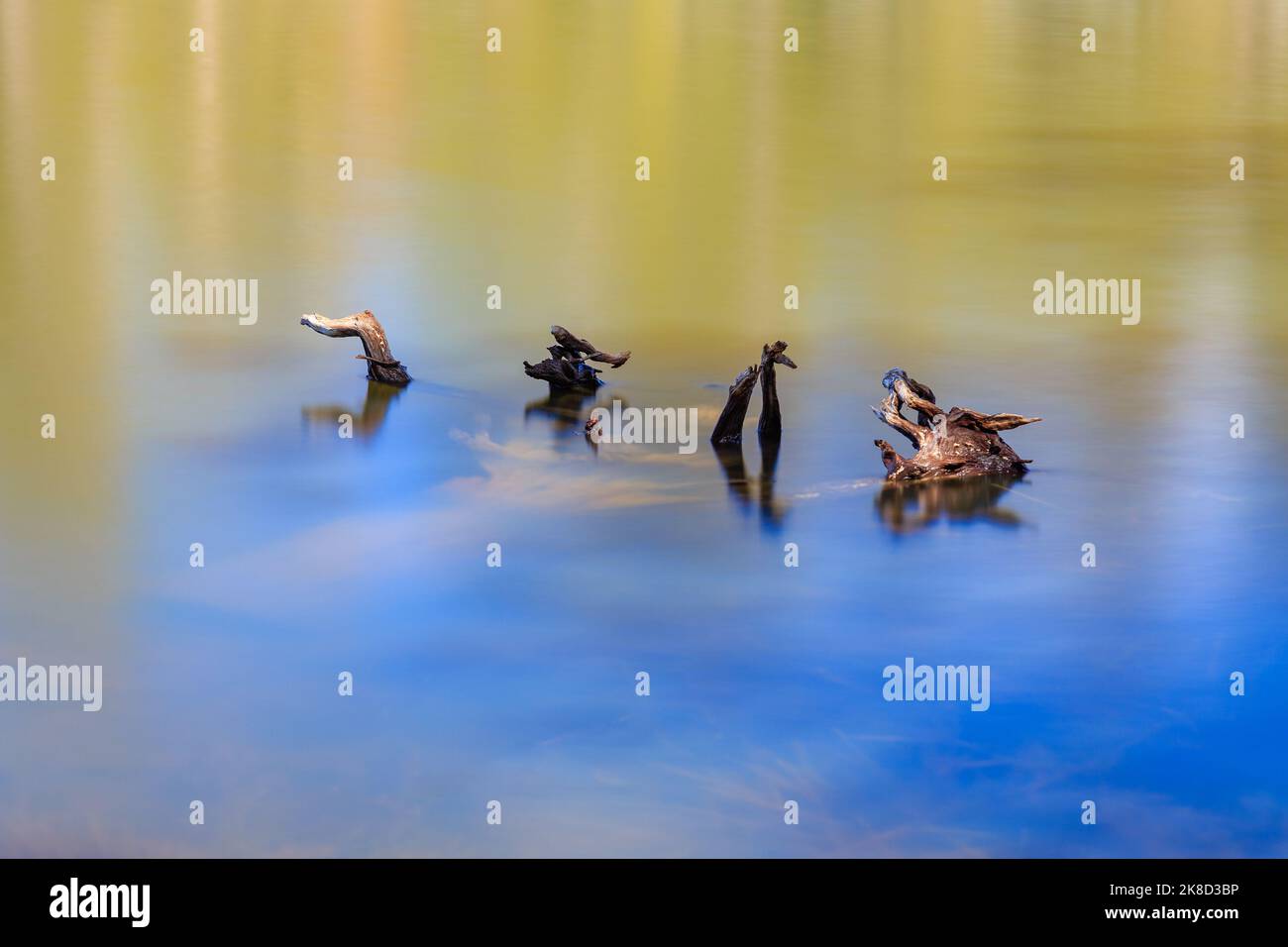 Abstract long exposure of a submerged log with roots protruding from ...