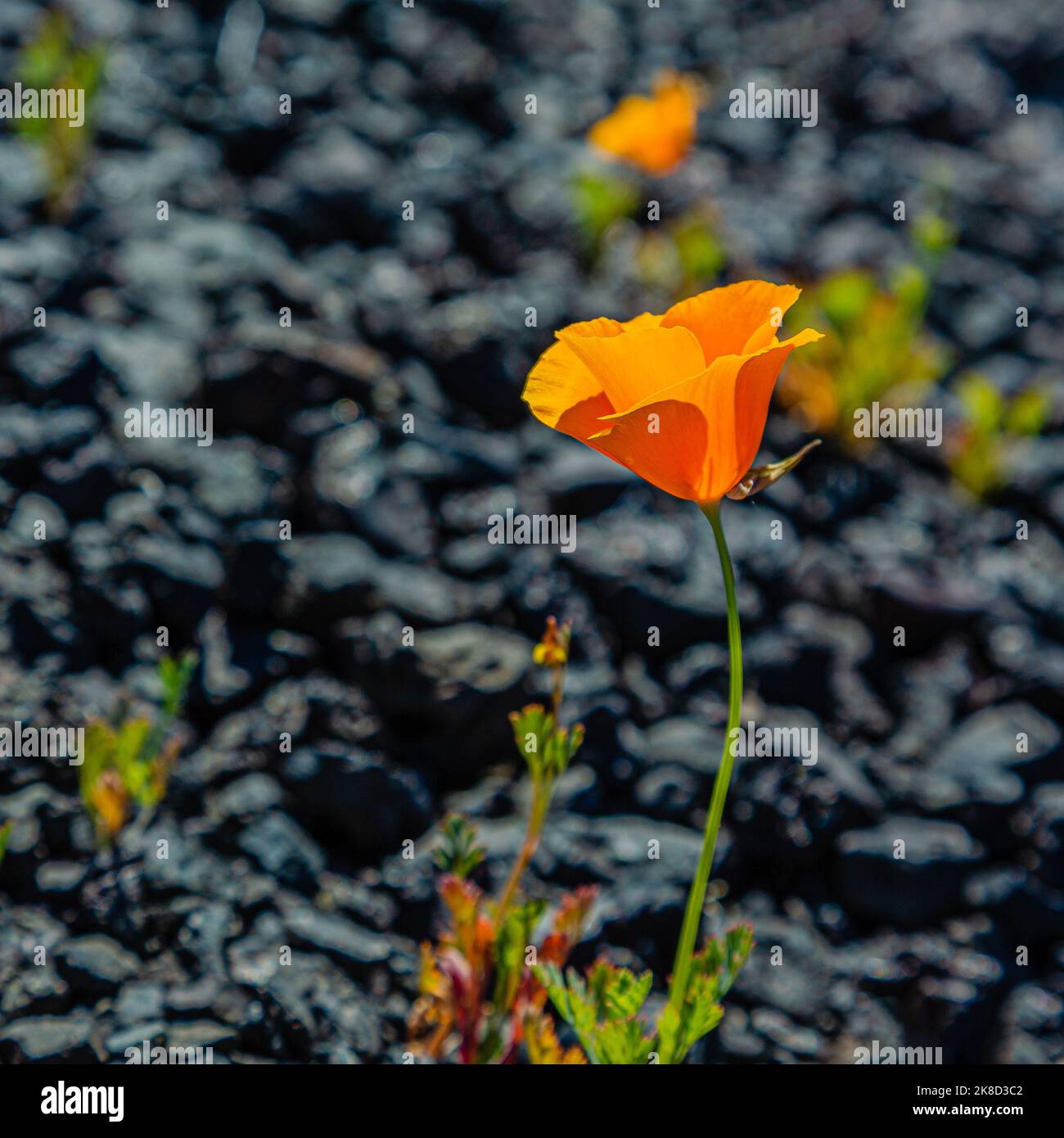 Poppies grow in the black gravel of the slag heap of the Old Dominion ...
