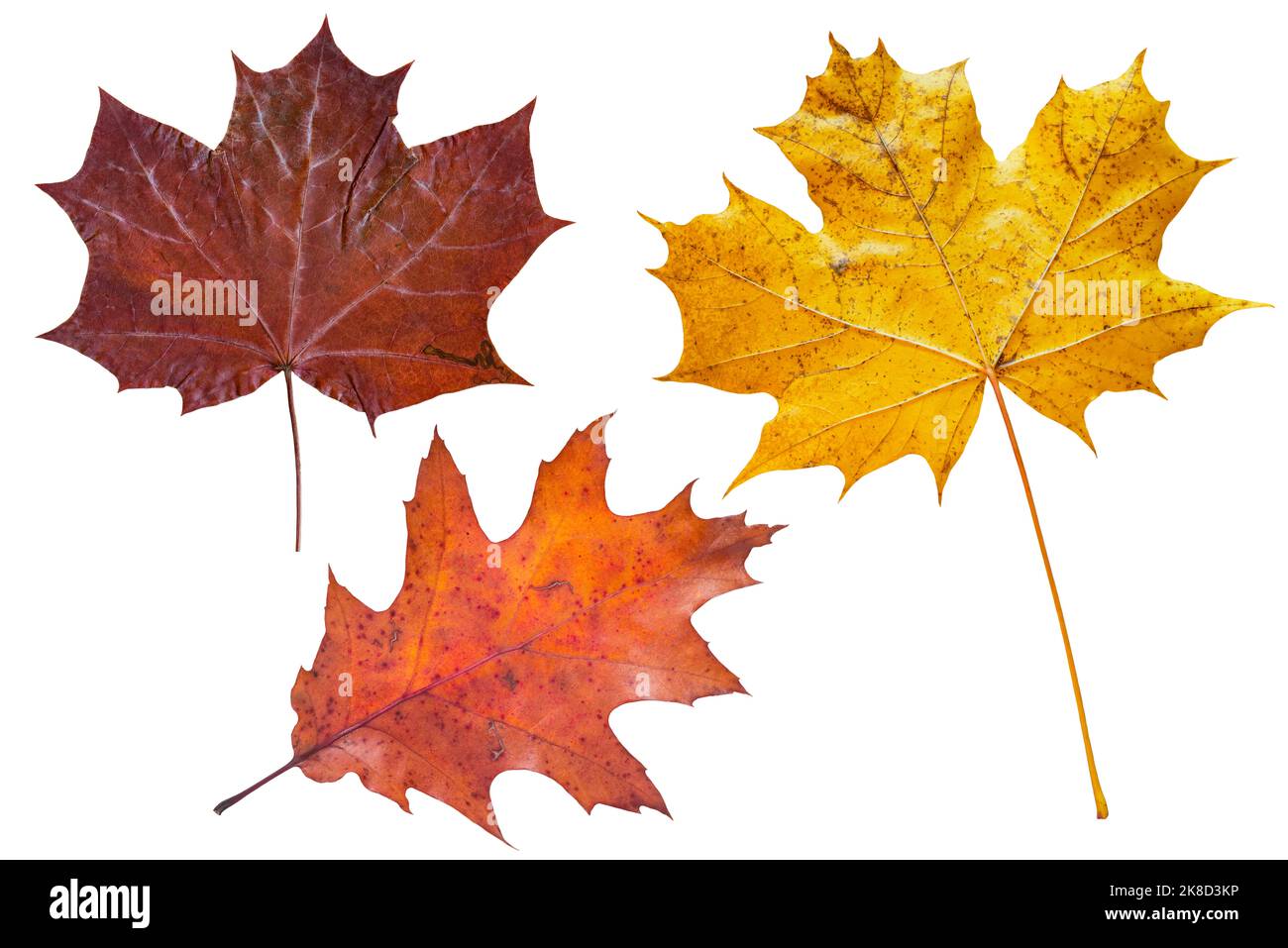 Set of colorful maple leaves isolated on white Stock Photo - Alamy