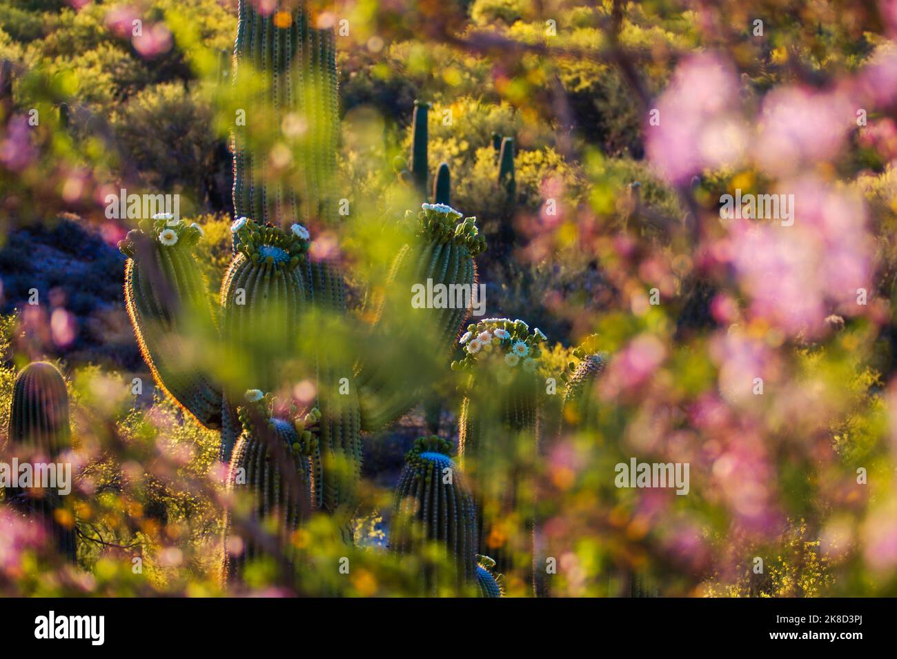 A grouping of saguaro cacti in bloom seen through the canopy os an ...