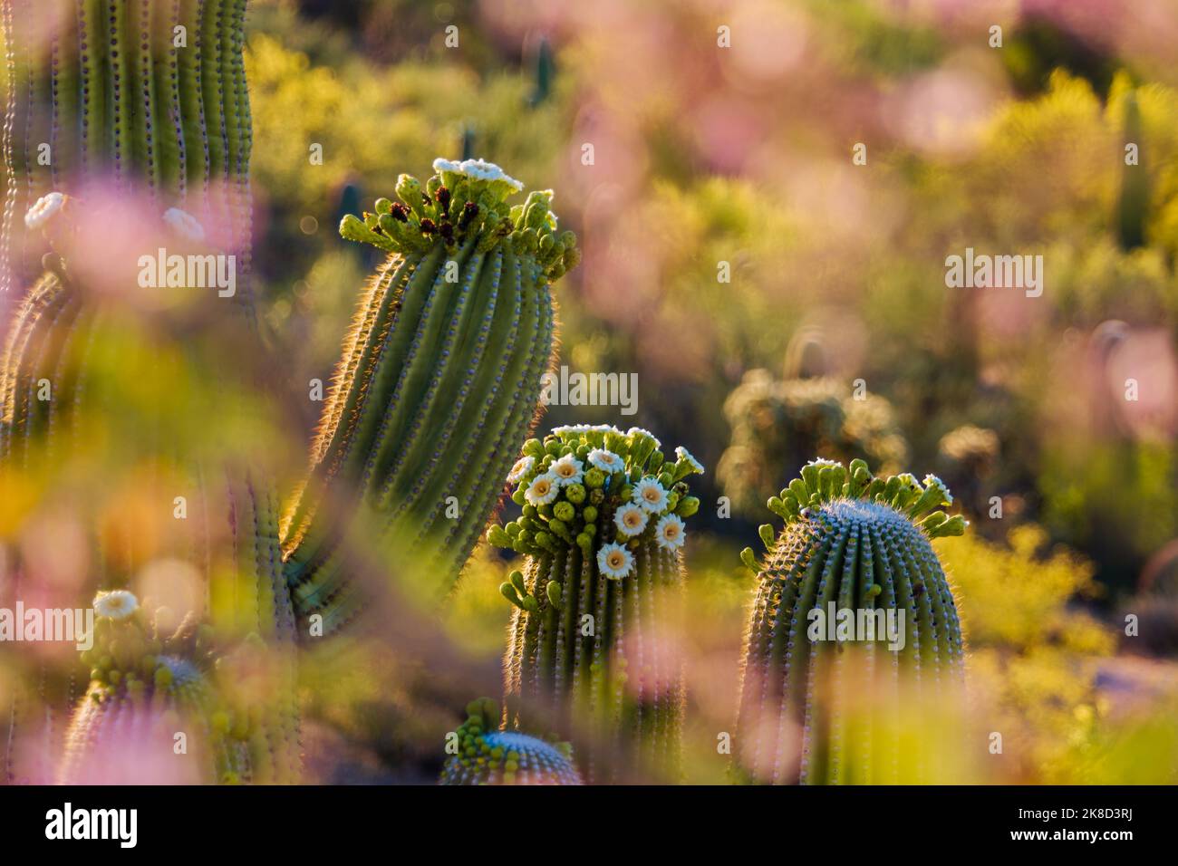 A grouping of saguaro cacti in bloom seen through the canopy os an ...