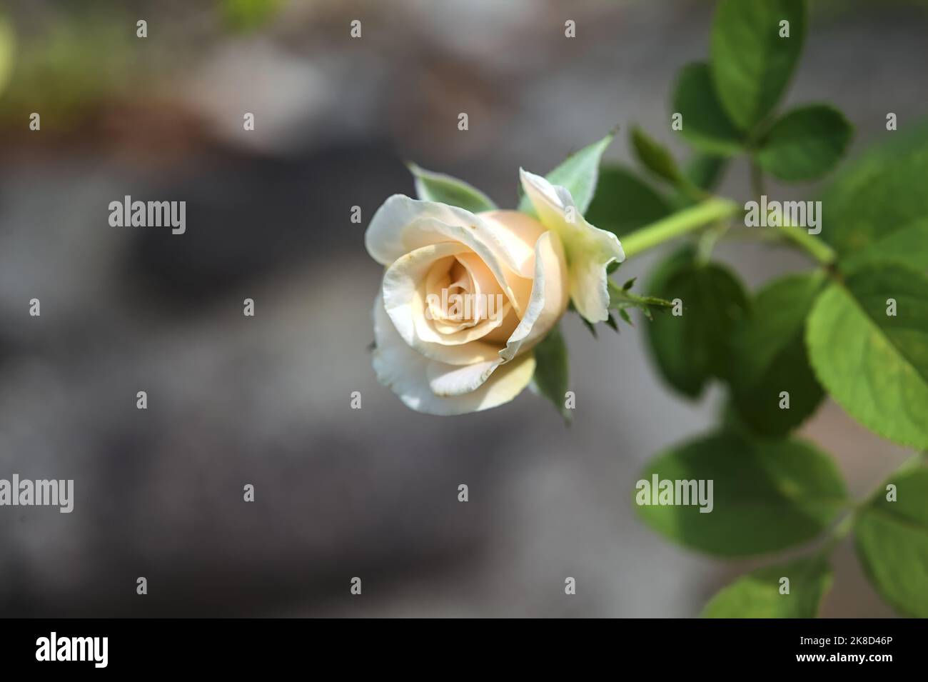 Pale rose in bloom seen up close Stock Photo - Alamy