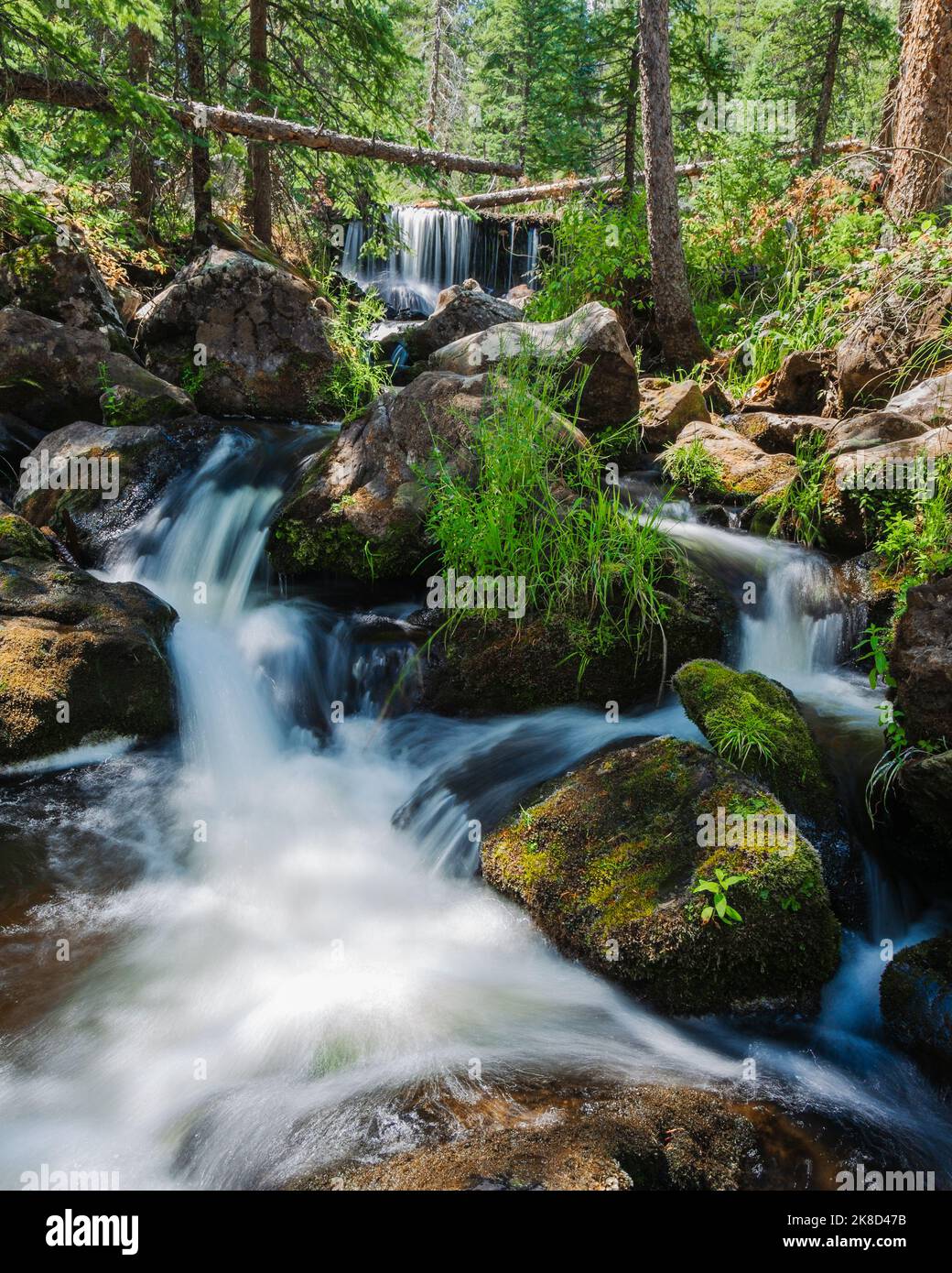 A verdant creek side scene in the White Mountains of Arizona Stock ...