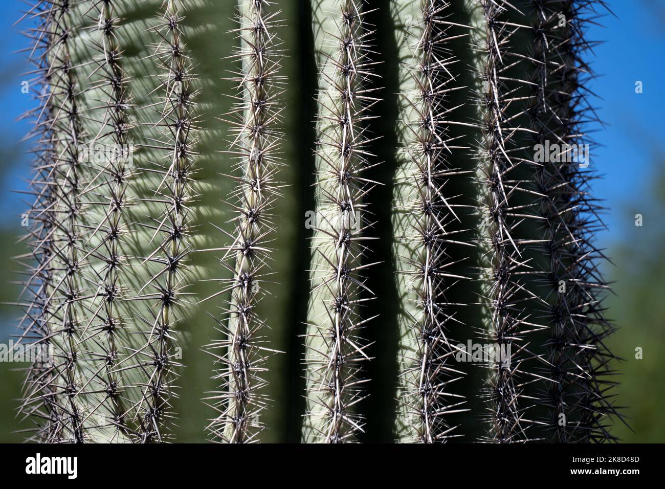Saguaro cactus up close hi-res stock photography and images - Alamy