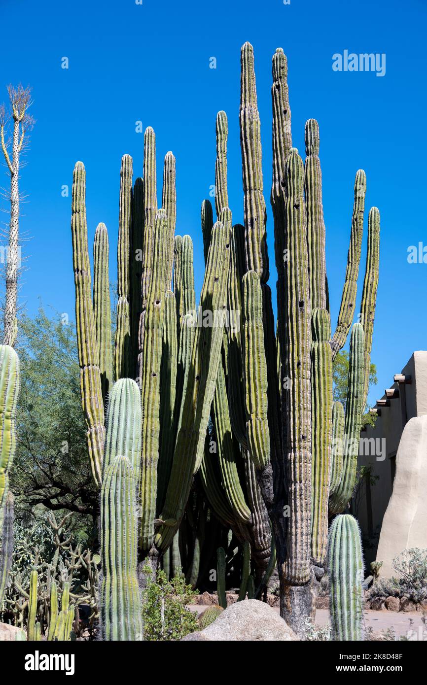 Saguaro cactus growing in the Sonoran Desert Stock Photo - Alamy