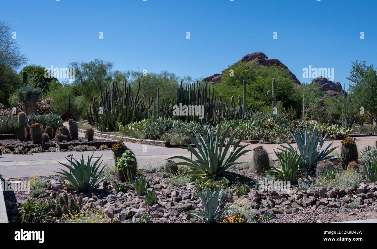 A hike through the Sonoran Desert with native cactus Stock Photo - Alamy