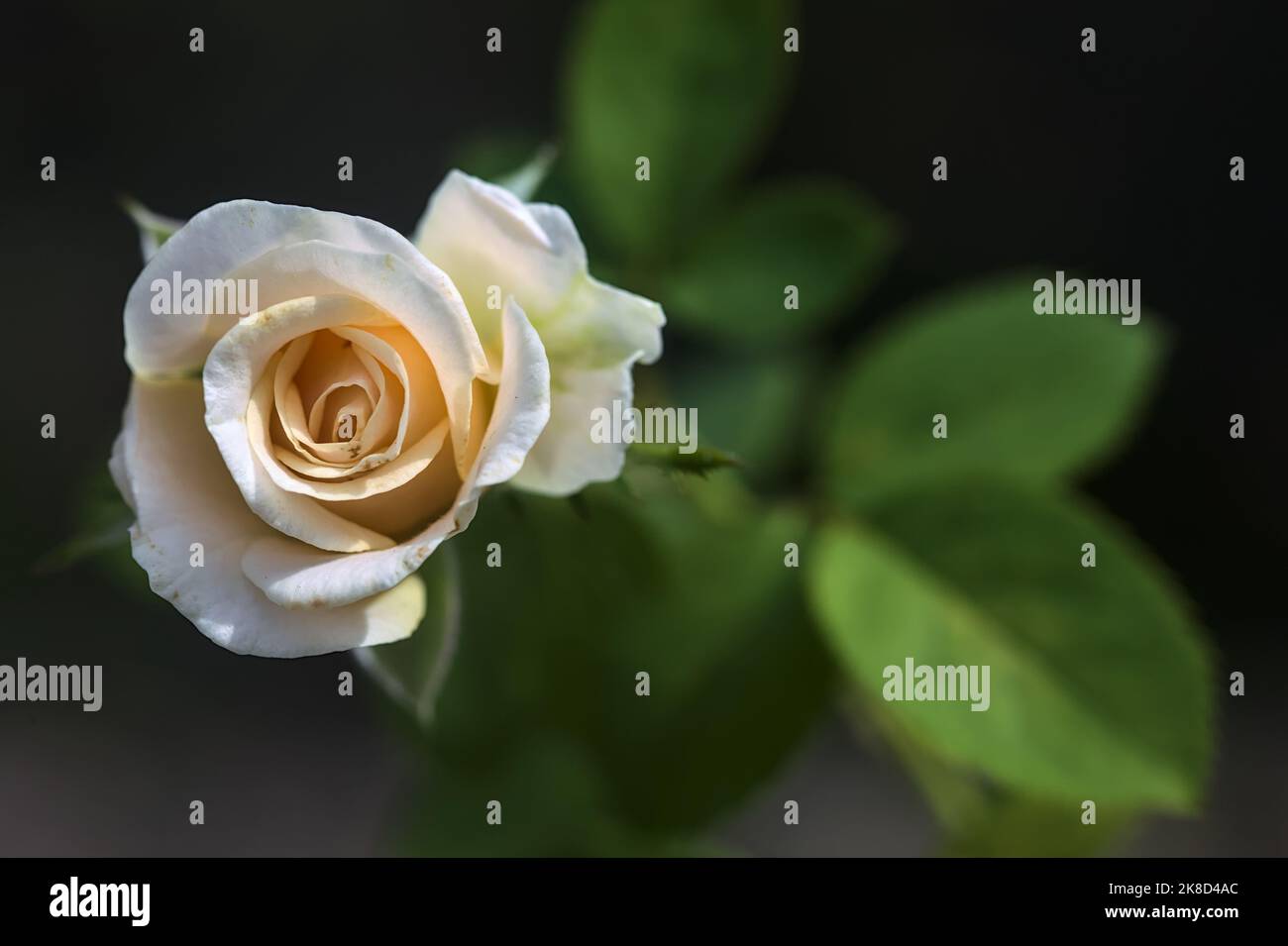 Pale rose in bloom seen up close Stock Photo - Alamy