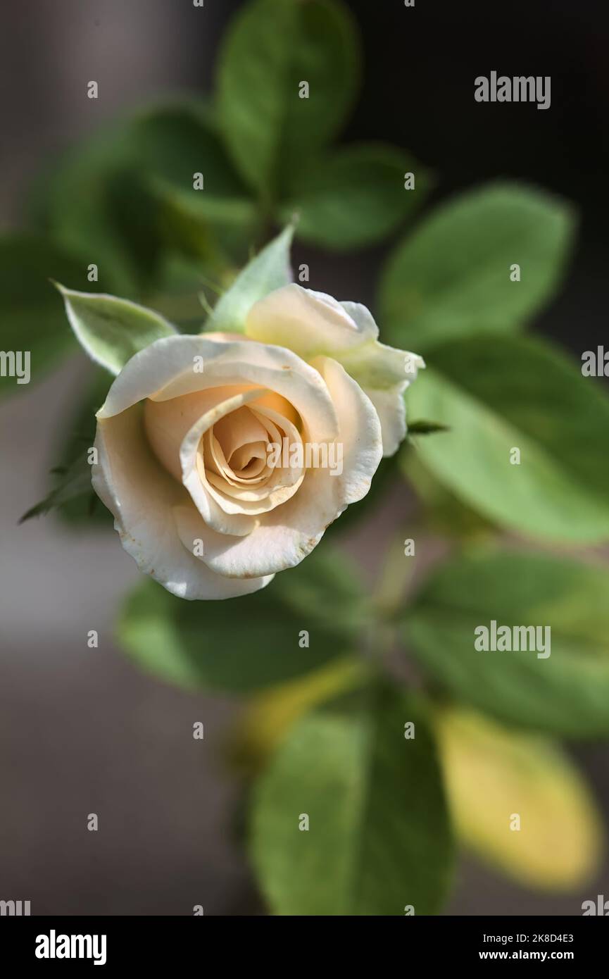 Pale rose in bloom seen up close Stock Photo - Alamy