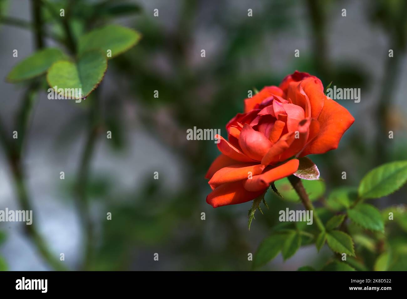Red rose in bloom in a bush seen up close Stock Photo - Alamy