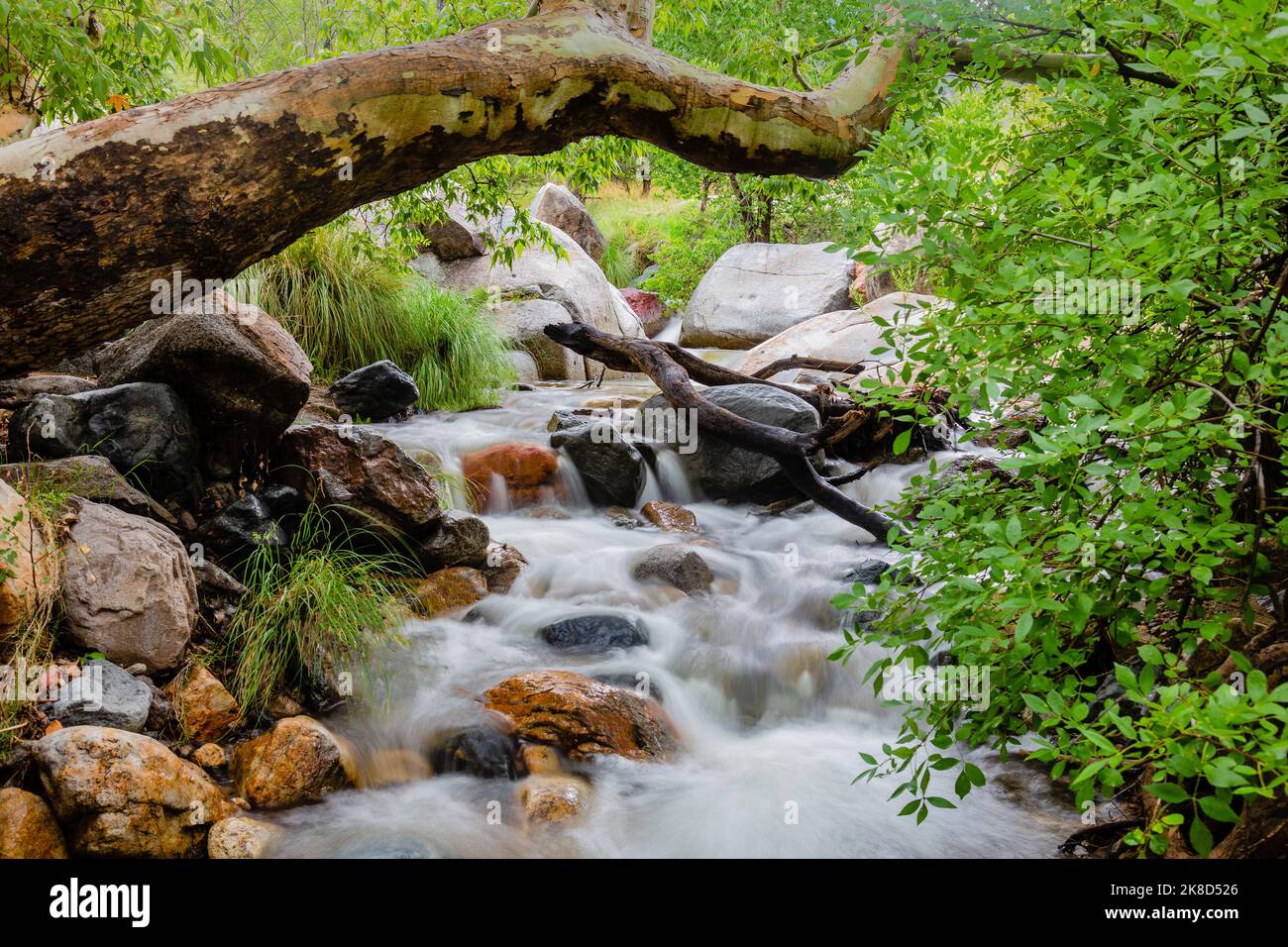 Madera Creek supports a rich and diverse habitat. Madera Canyon in the Santa Rita Mountains near ...