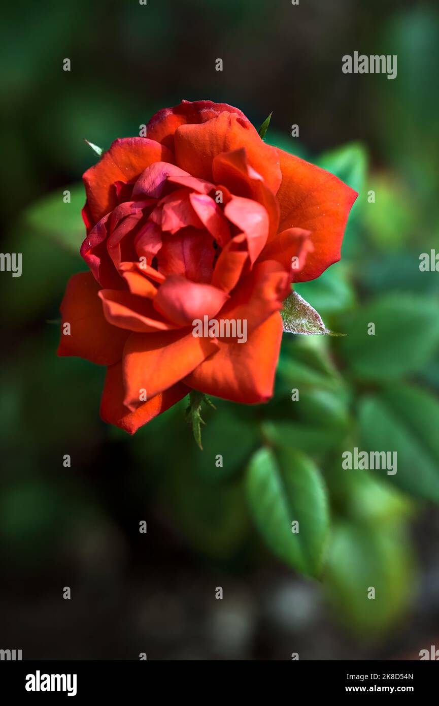 Red rose in bloom in a bush seen up close Stock Photo - Alamy
