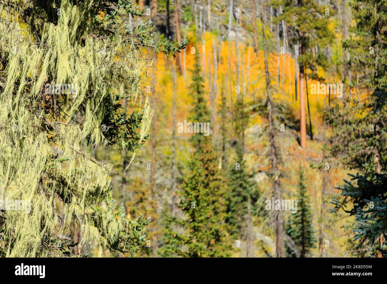 Yellow moss hi-res stock photography and images - Alamy