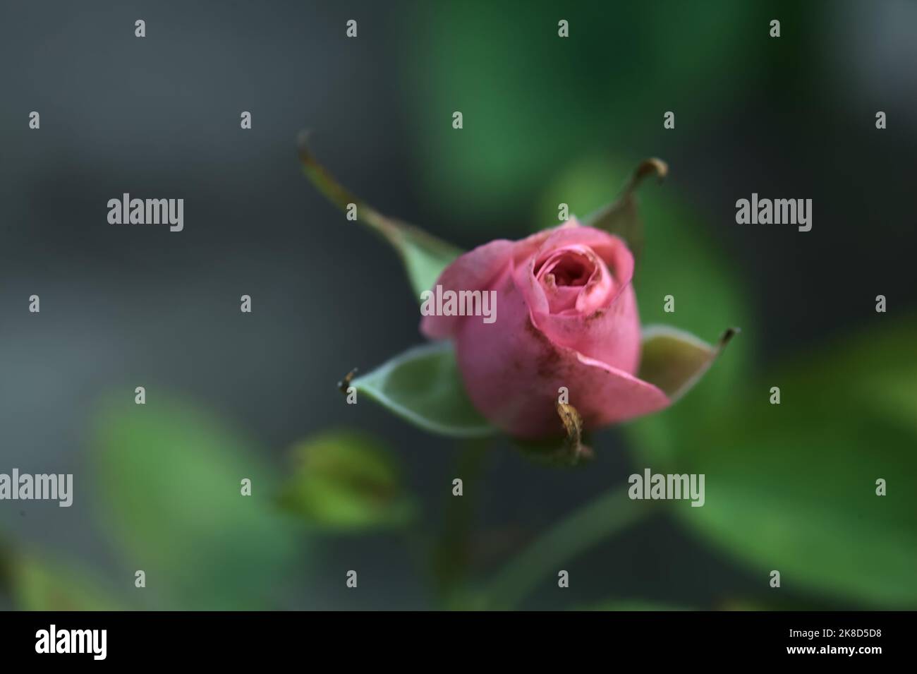 Miniature pink rose seen up close Stock Photo - Alamy