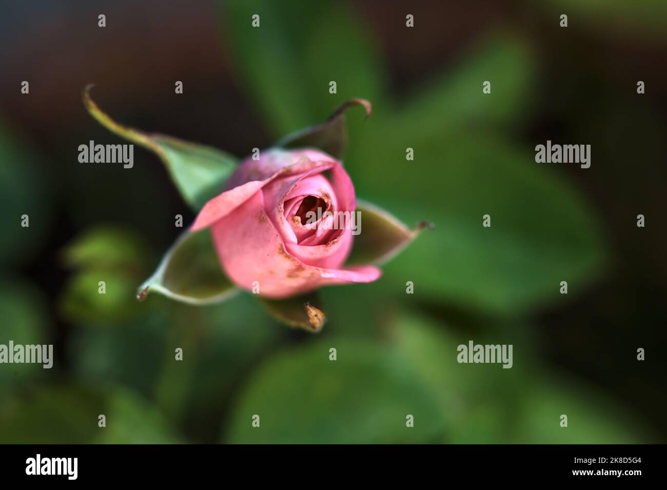 Miniature pink rose seen up close Stock Photo - Alamy