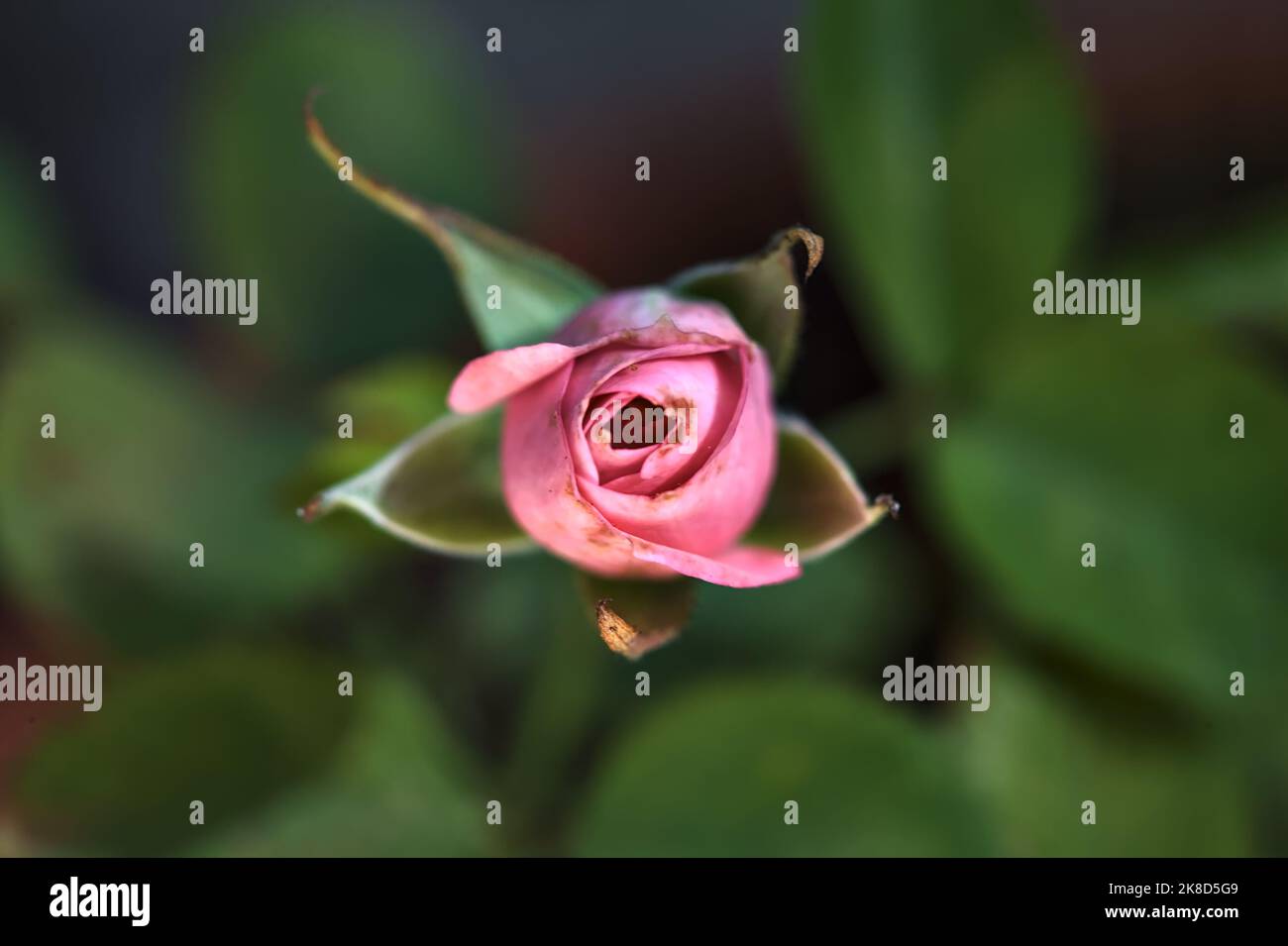 Miniature pink rose seen up close Stock Photo - Alamy