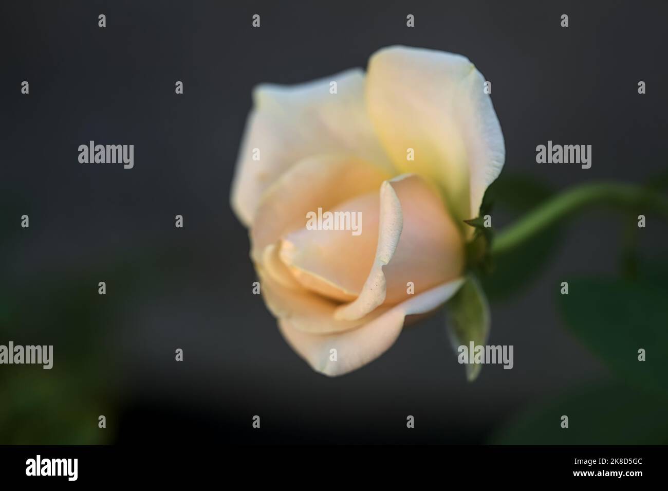 Pale rose in bloom seen up close Stock Photo - Alamy