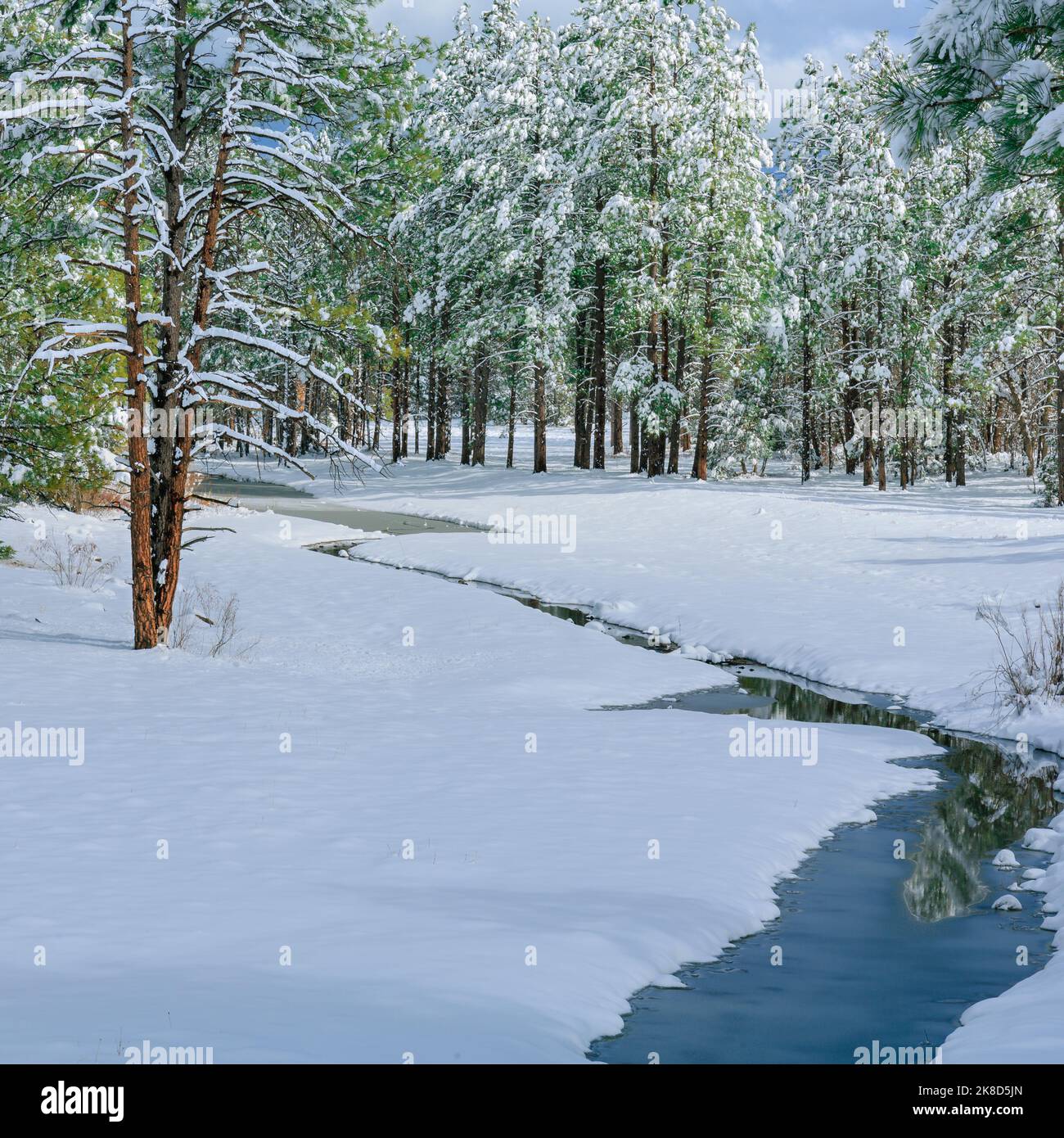 A Wintry scene along Porter Creek near Pinetop-Lakeside, Arizona in the ...