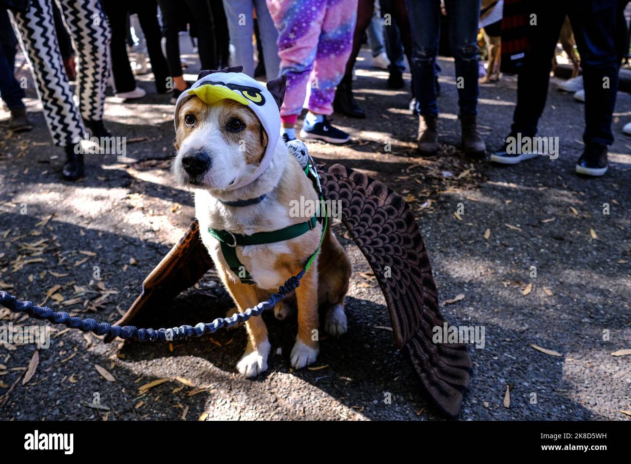 New York, New York, USA. 22nd Oct, 2022. People and dogs participate in ...