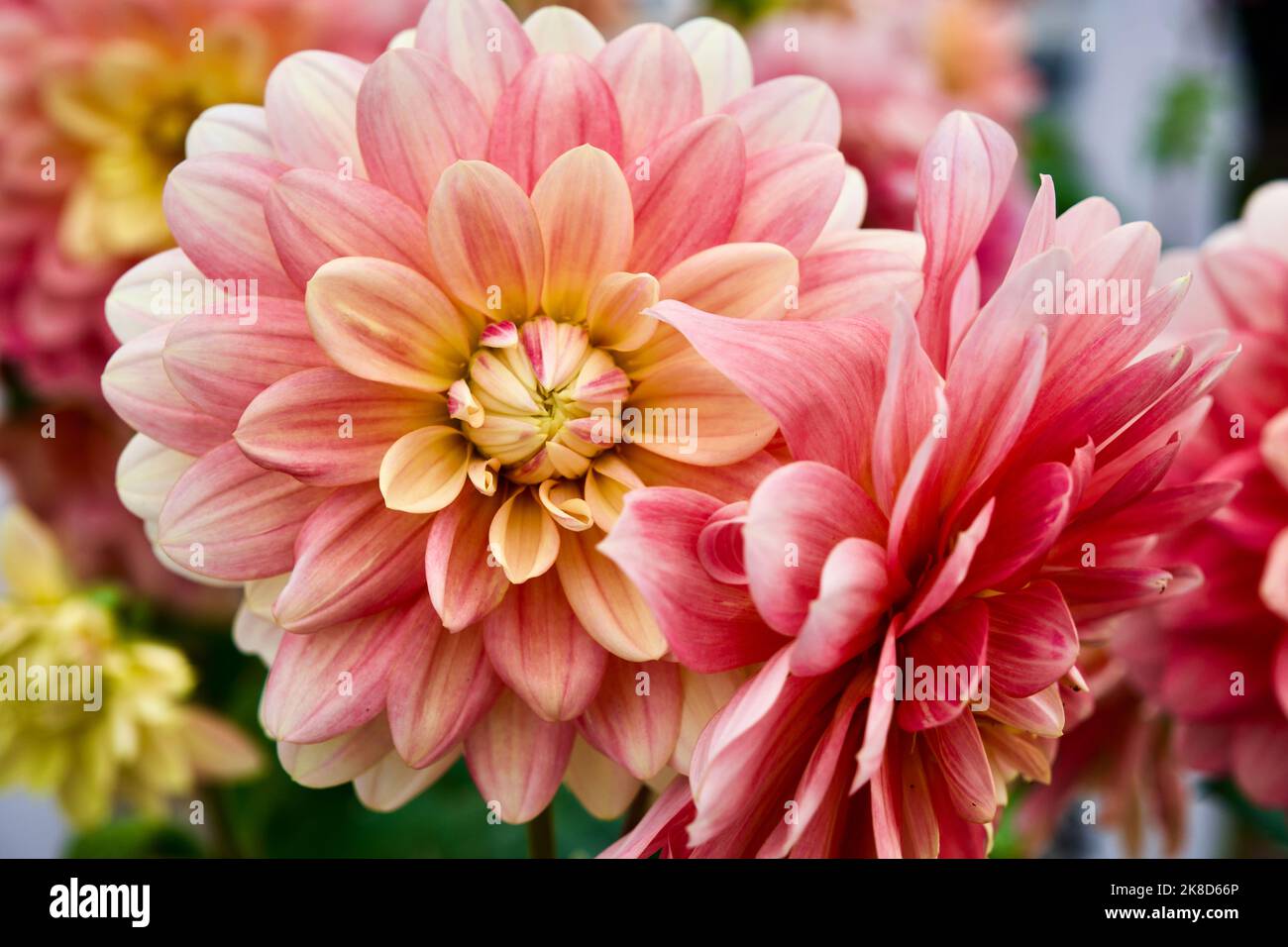 Multi layered flower heads hi-res stock photography and images - Alamy