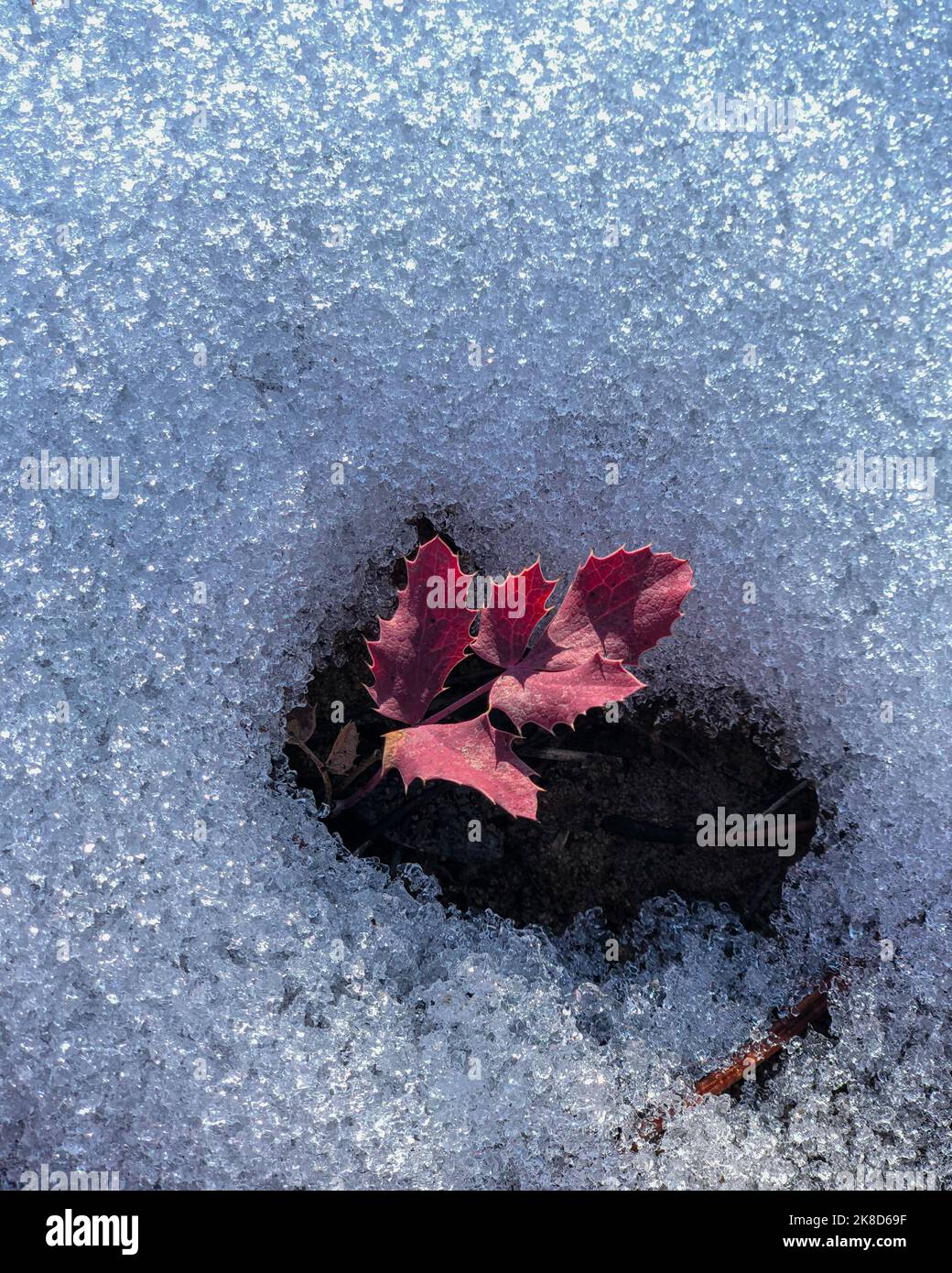 A young plant with red leaves appears to emerge from a snow drift Stock ...