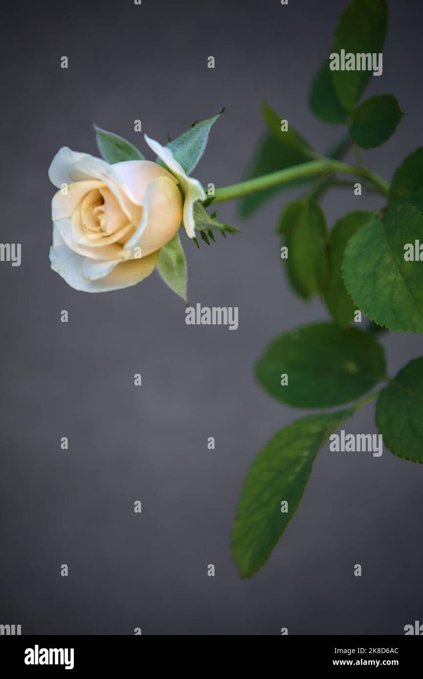 Pale rose in bloom seen up close Stock Photo - Alamy