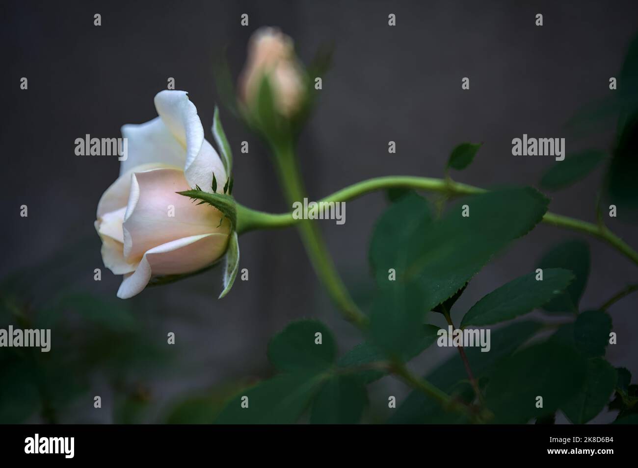 Pale rose in bloom seen up close Stock Photo - Alamy