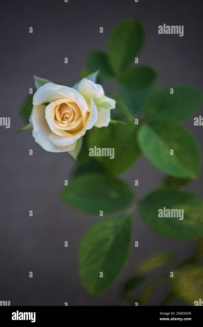 Pale rose in bloom seen up close Stock Photo - Alamy