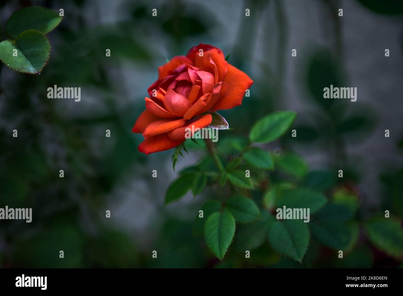 Red rose in bloom in a bush seen up close Stock Photo - Alamy