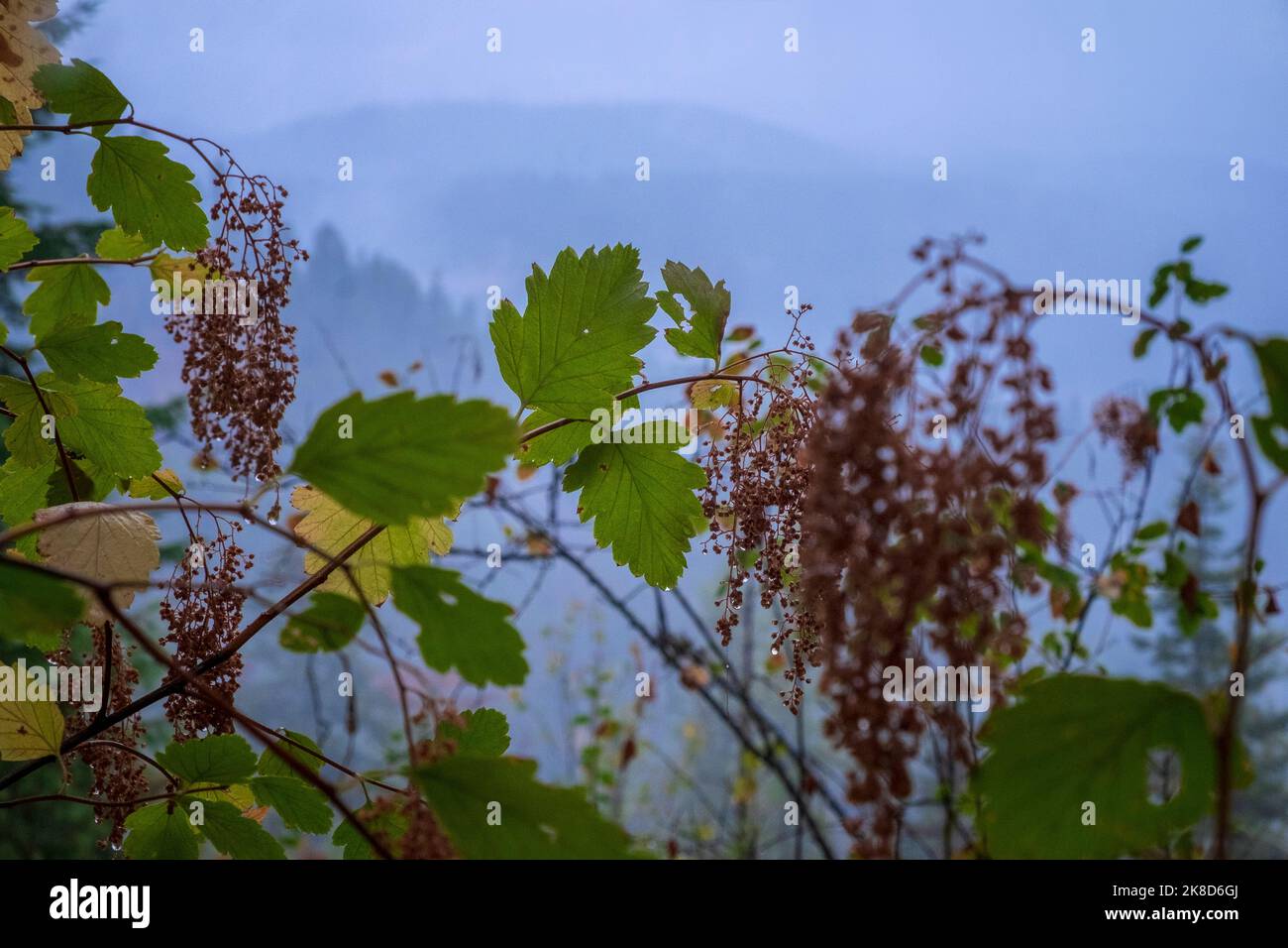 Beauty Bay, Lake Coeur d'Alene, Idaho, USA, fall colors changing, misty ...