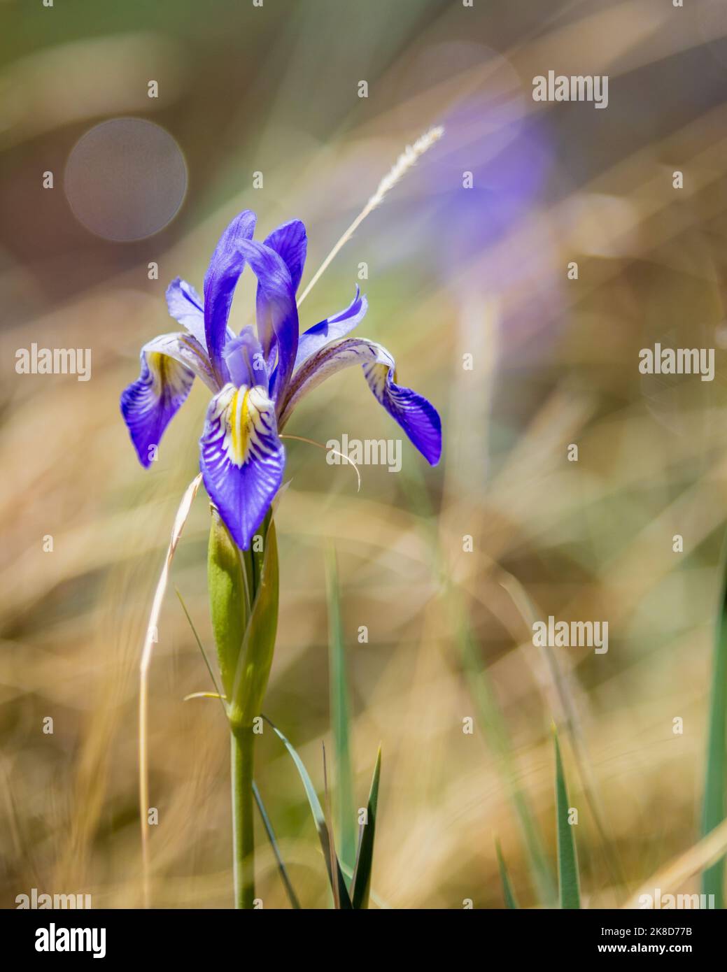 A solitary wild iris in the marshy grass habitat of the White Mountains ...