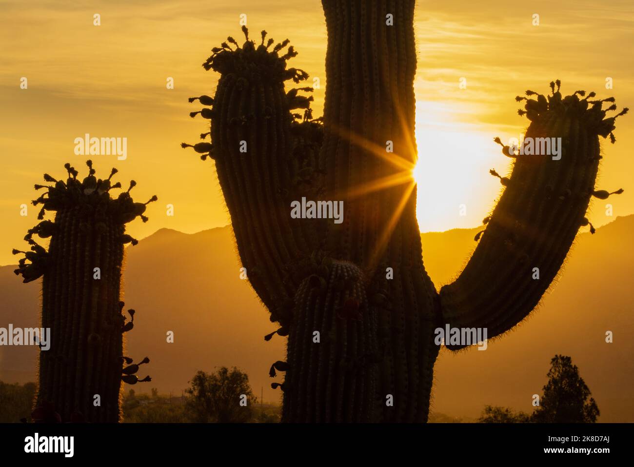 Arizona fruits hi-res stock photography and images - Alamy
