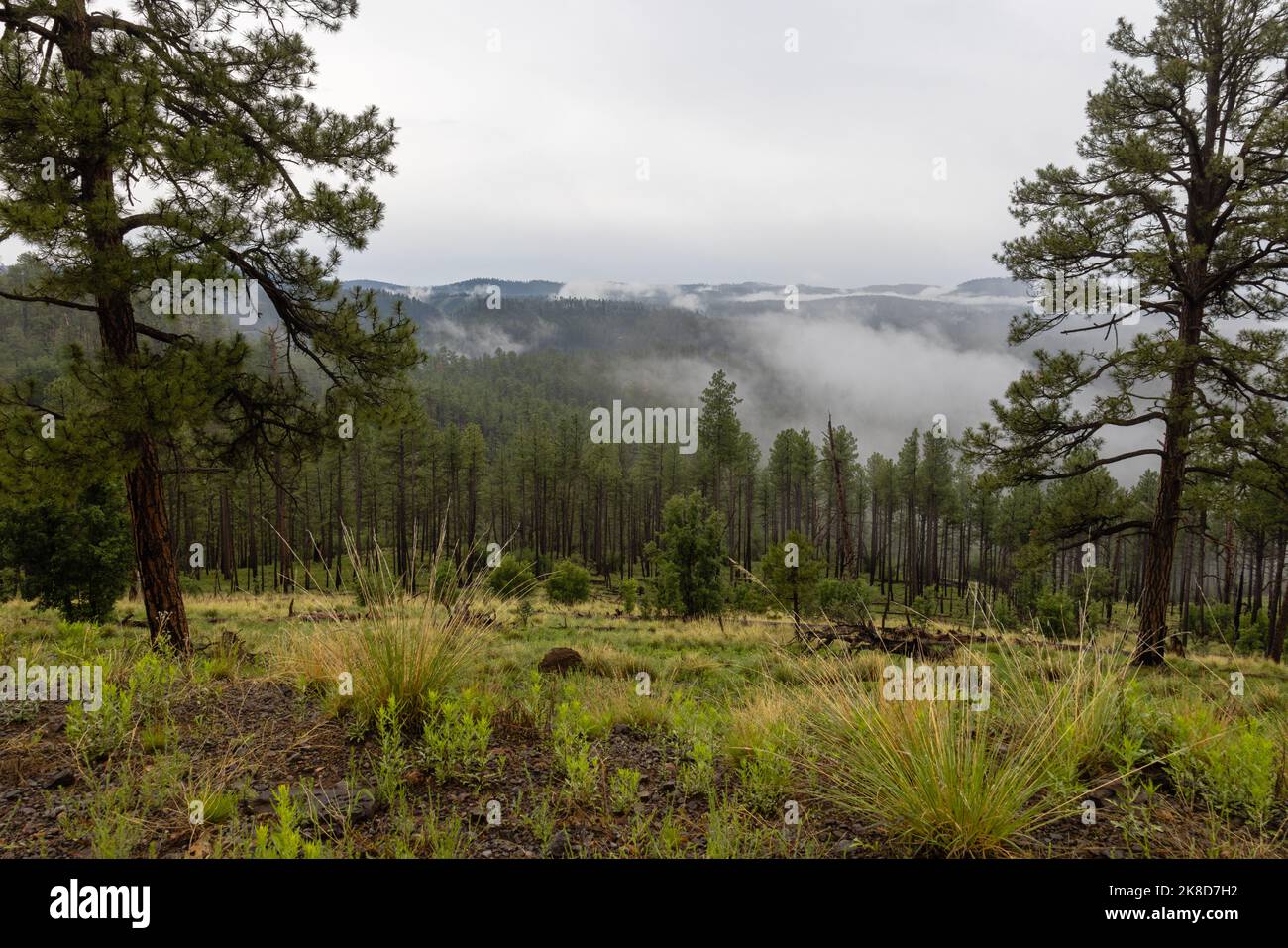 Mist covers the National Forest near Wildcat Crossing in the White ...