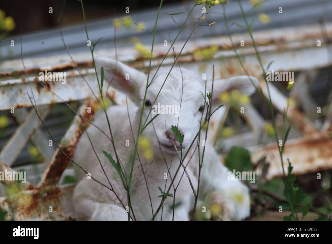 Toby the pet lamb resting in the flowers, in Kangaroo Ground, Victoria ...