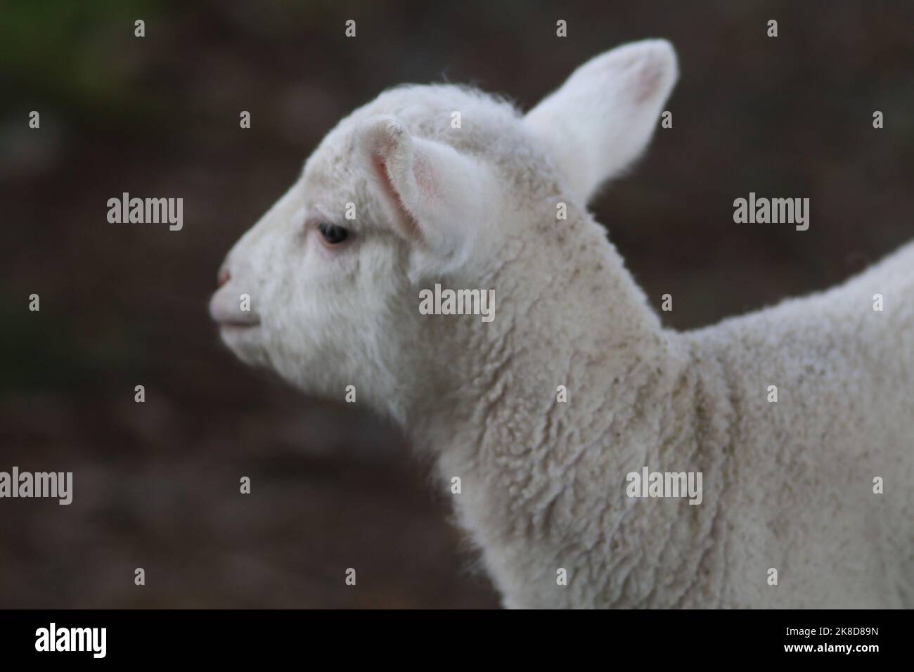 Toby the bottle fed pet lamb living in Kangaroo Ground, Victoria ...