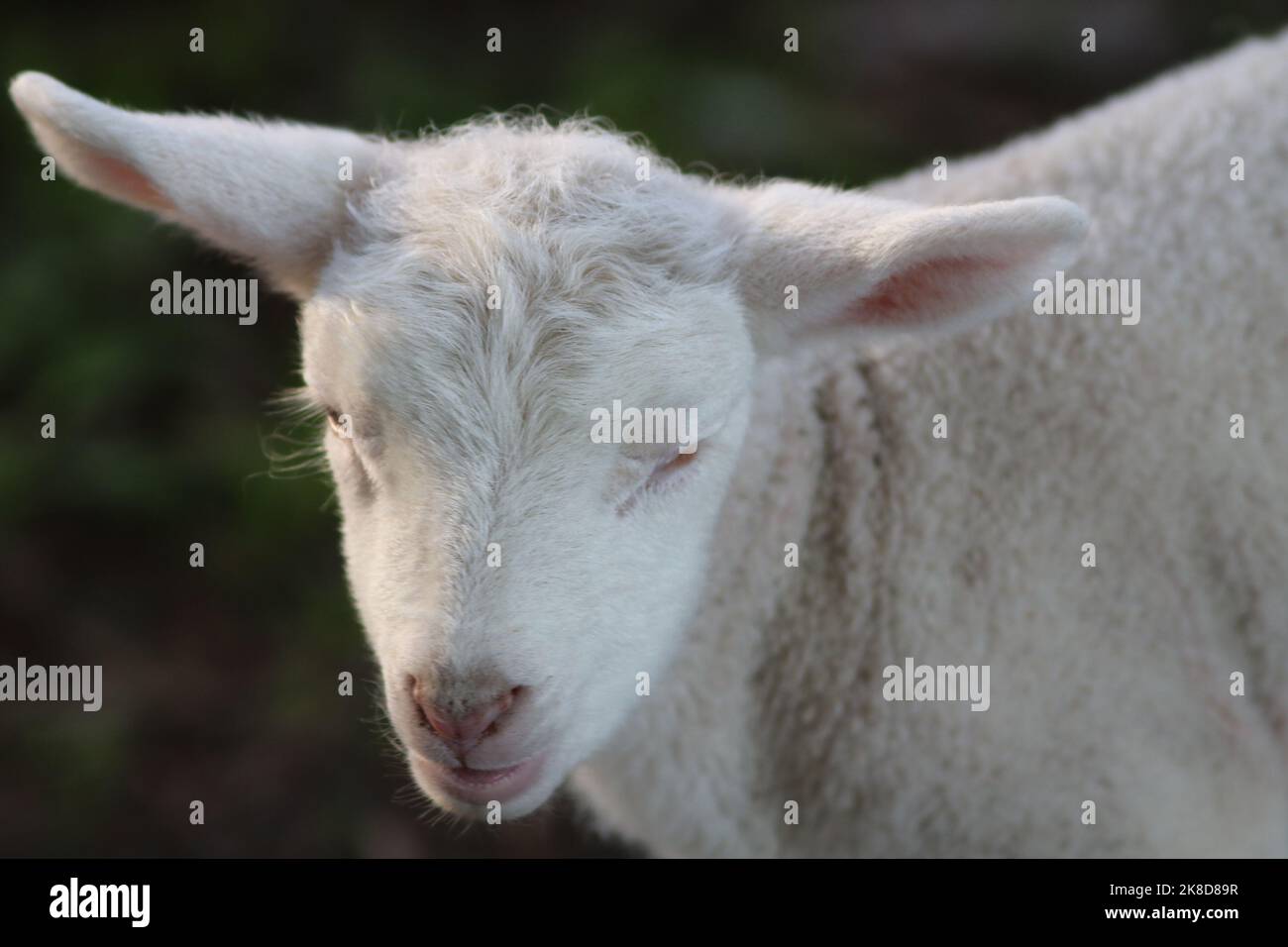 Toby the bottle fed pet lamb living in Kangaroo Ground, Victoria ...
