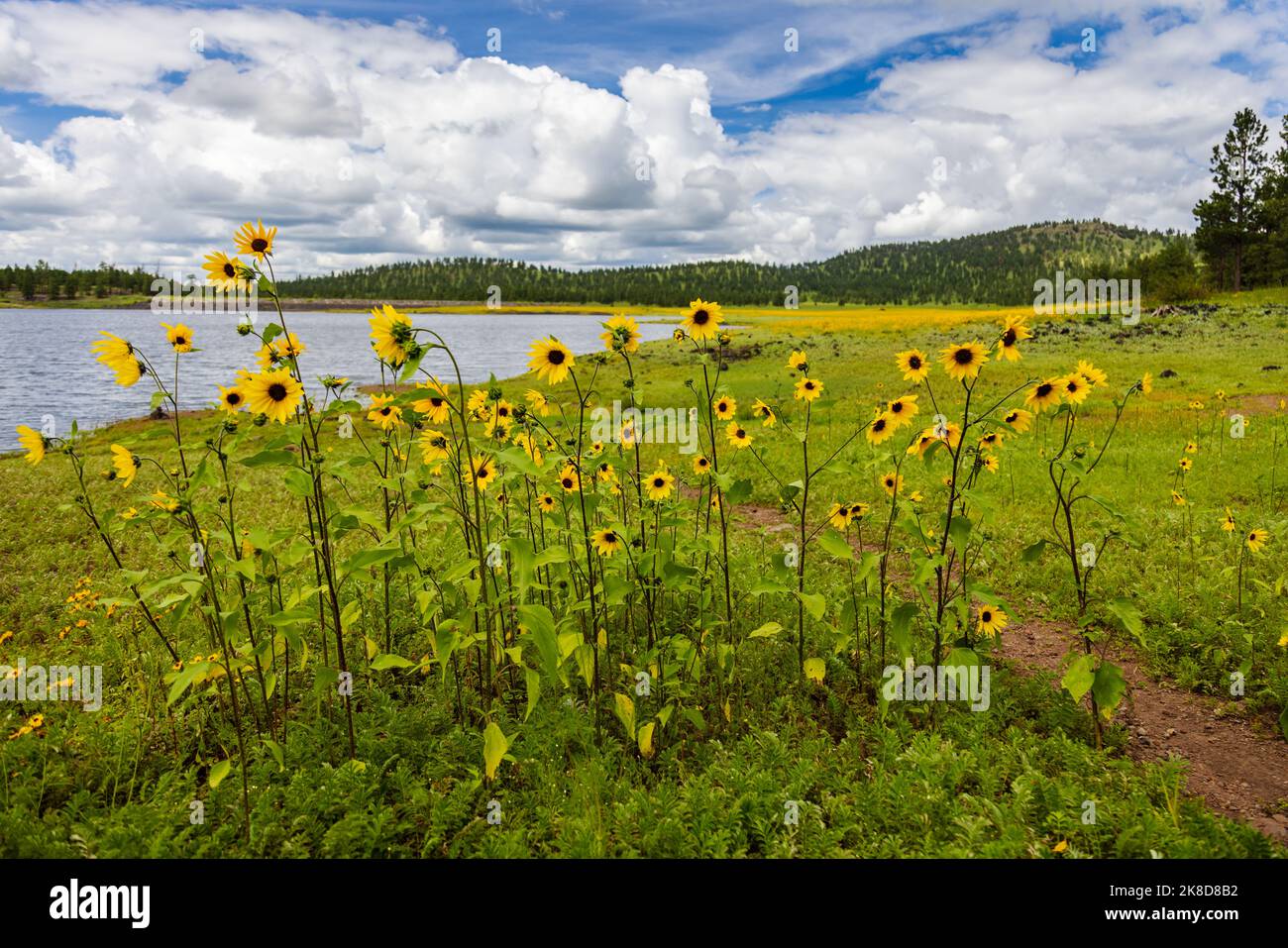 Wild sunflowers greet the hiker along the trail at River Reservoir near ...