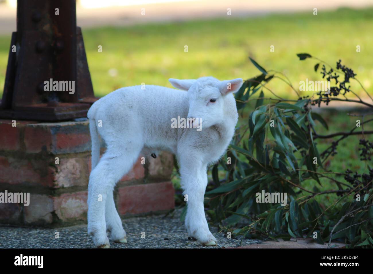 Toby the bottle fed pet lamb living in Kangaroo Ground, Victoria ...
